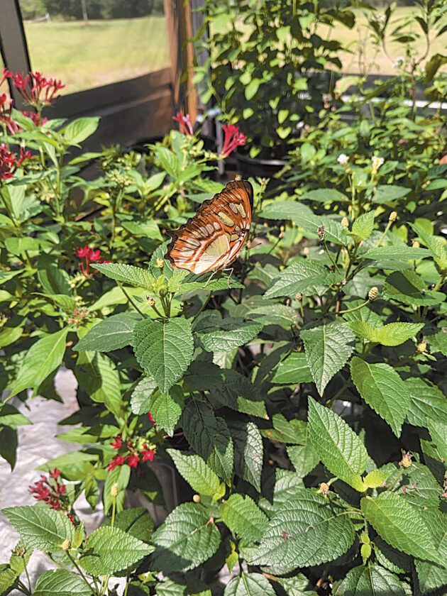 Florida Native Butterfly Society garden to close with Shell Factory ...